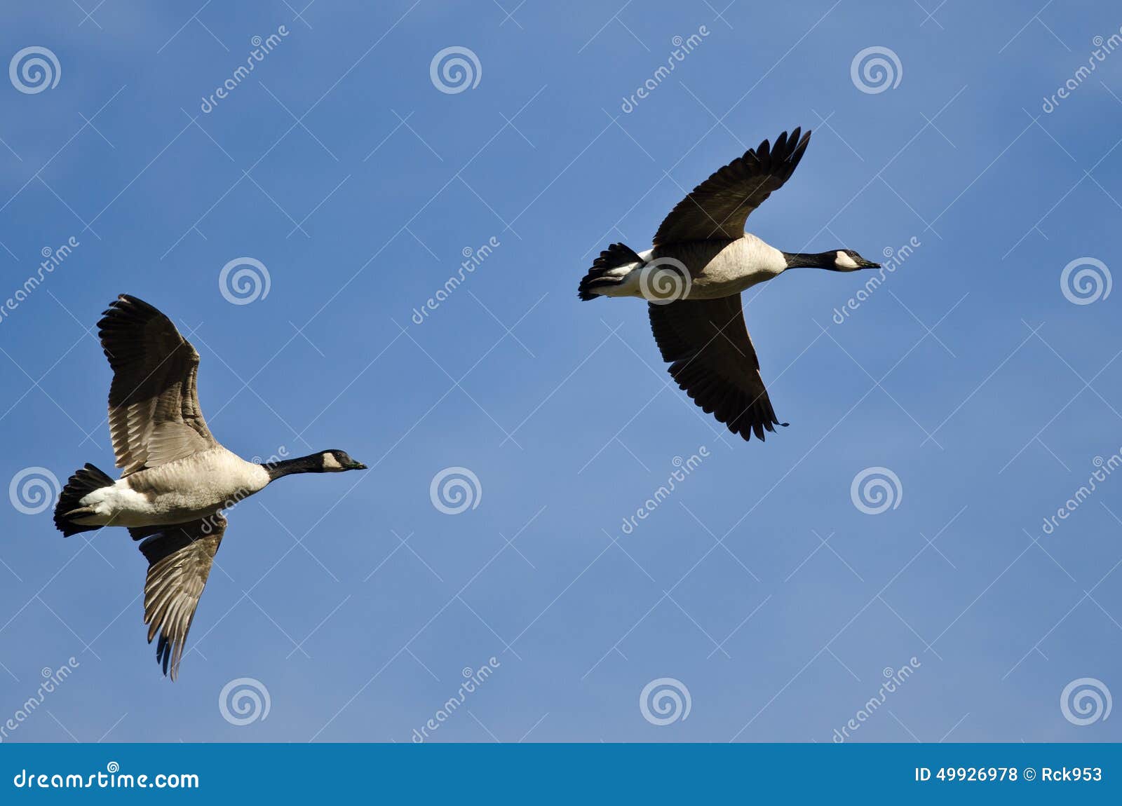 Two Canada Geese Flying in a Blue Sky Stock Photo - Image of circling ...