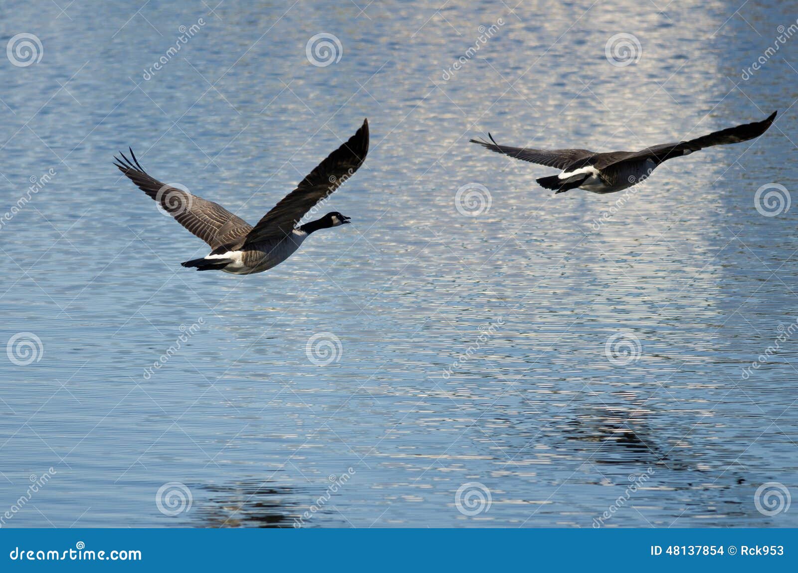 Two Canada Geese Flying Over the Lake Stock Photo - Image of america ...