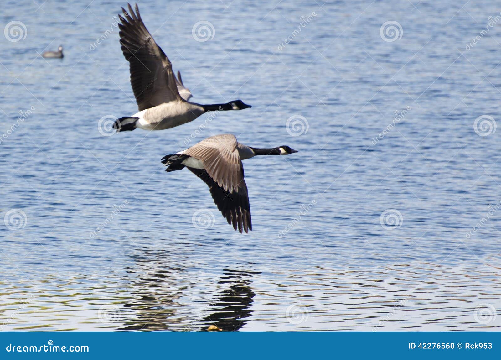 Two Canada Geese Flying Over Water Stock Photo - Image of blue, animal ...