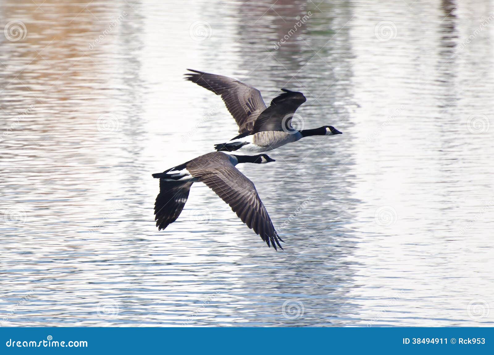 Two Canada Geese Flying Over Water Stock Image - Image of water, wing ...