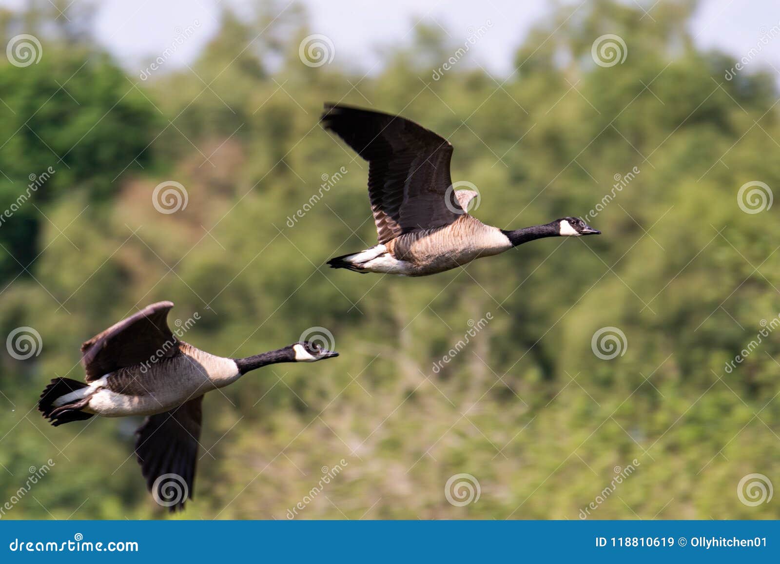 Two Canada Geese flying stock image. Image of beautiful - 118810619