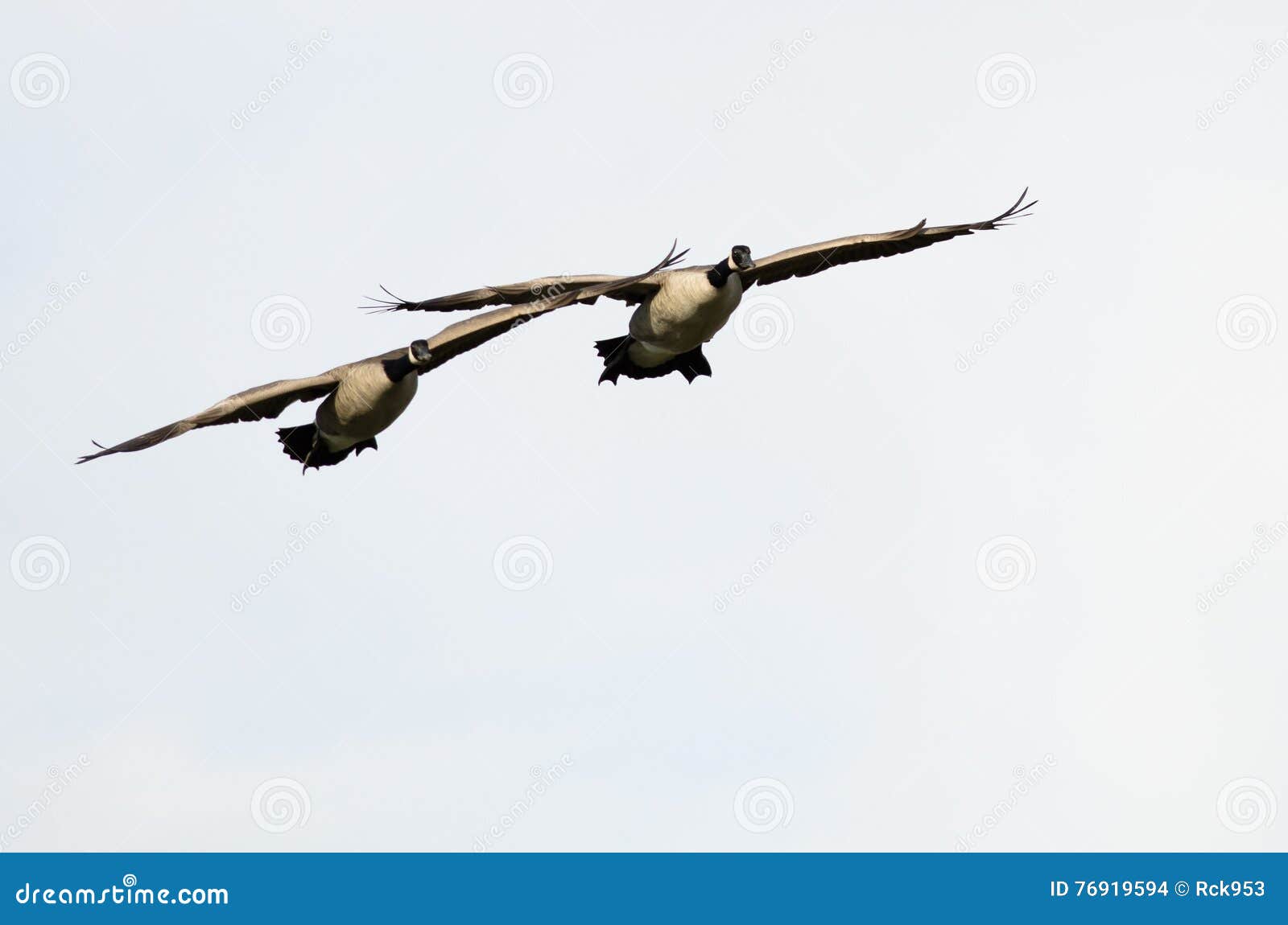 Two Canada Geese Flying on a White Background Stock Photo - Image of ...