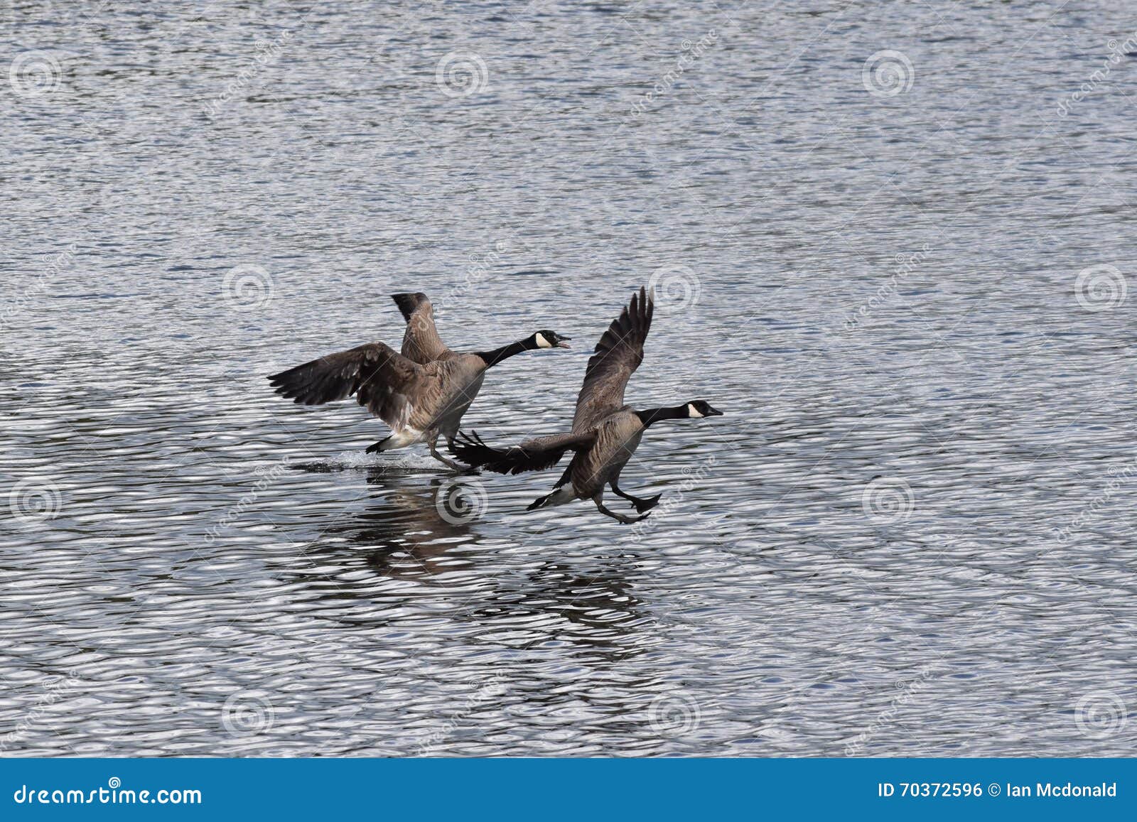 Two Canada Geese stock photo. Image of brown, lake, birds - 70372596