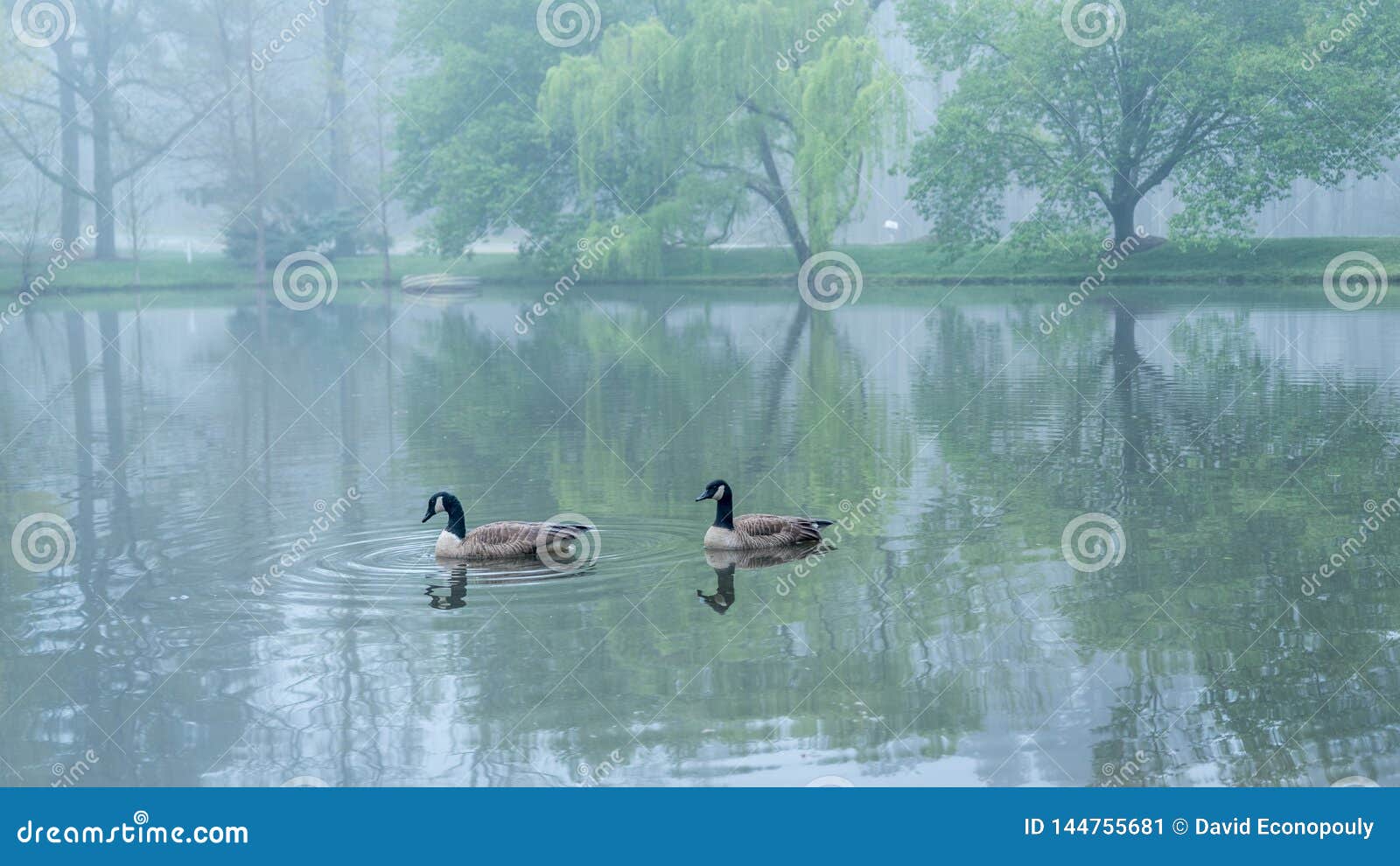 Two Canada Geese on a pond stock image. Image of bird - 144755681