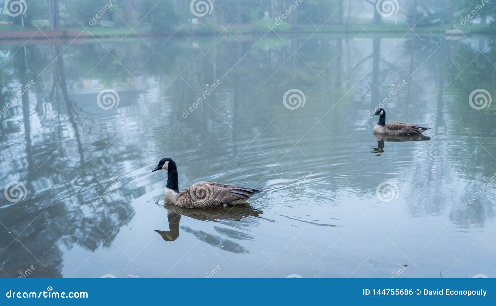 Two Canada Geese on a pond stock photo. Image of carolina - 144755686