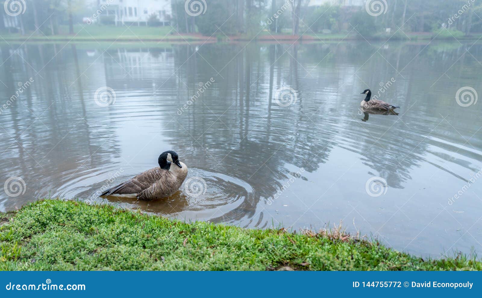 Two Canada Geese on a pond stock photo. Image of canadian - 144755772