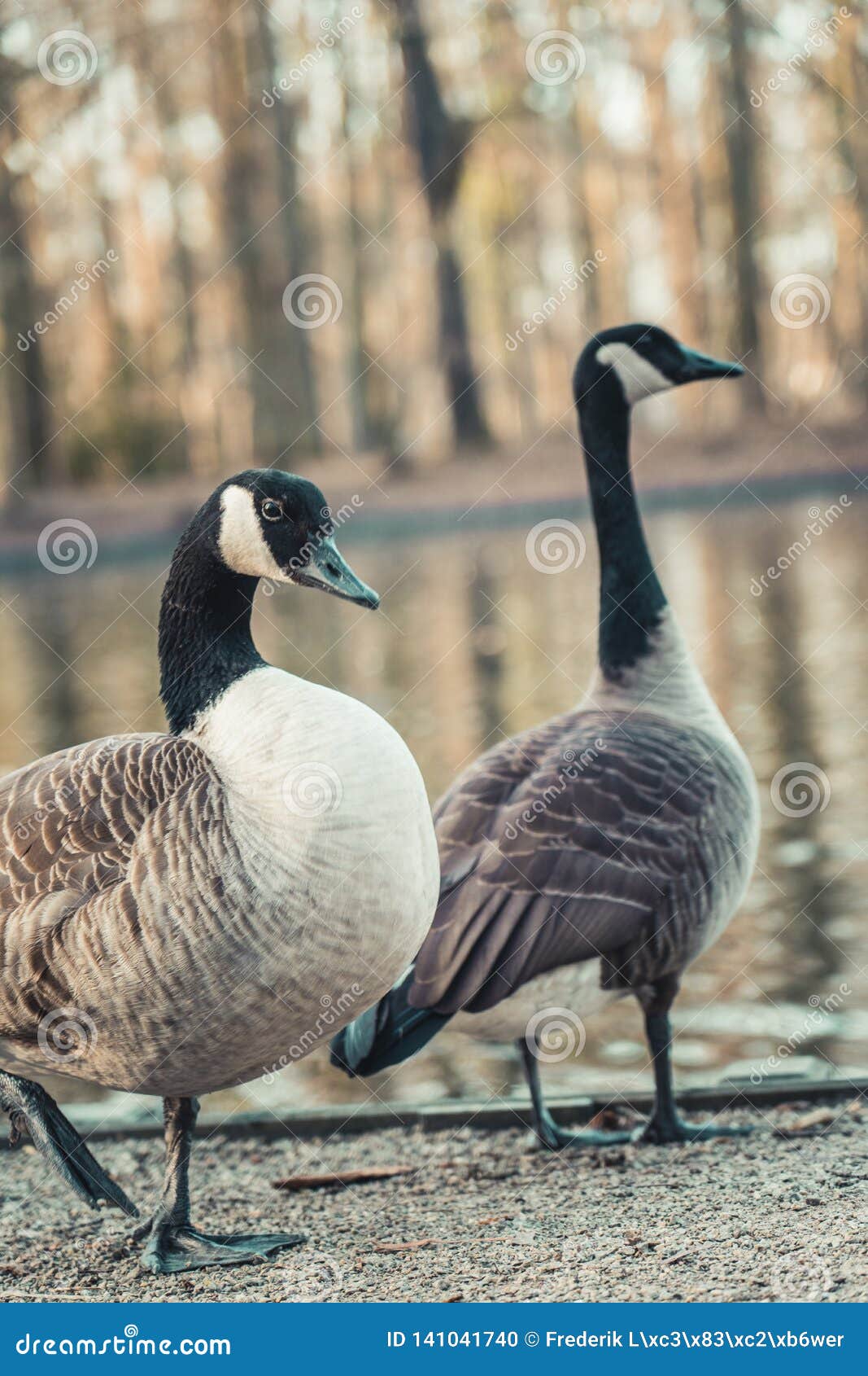 Two Canada Geese at a Small Pond in Cologne, Germany Stock Photo ...