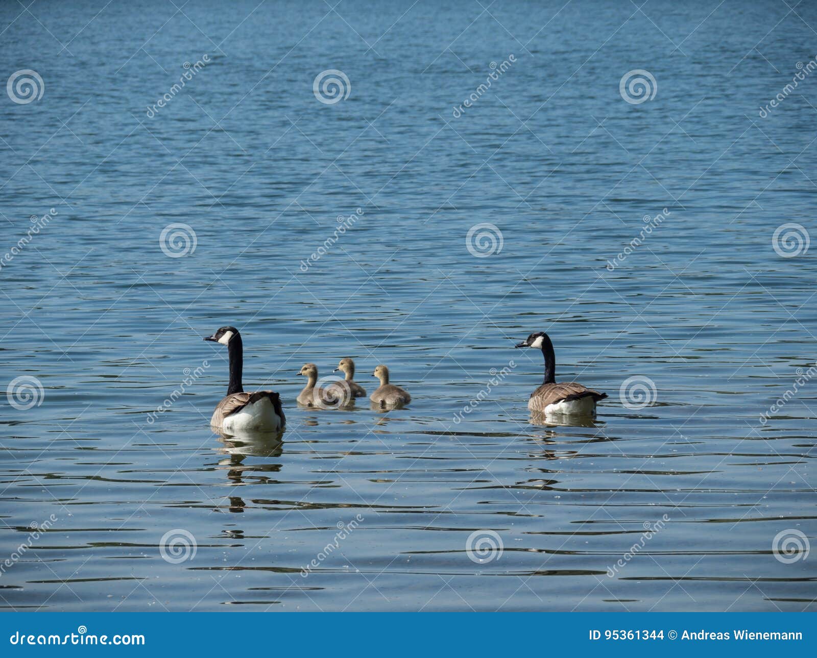 Two Canada Geese Swimming with Three Goslings on a Lake Stock Photo ...