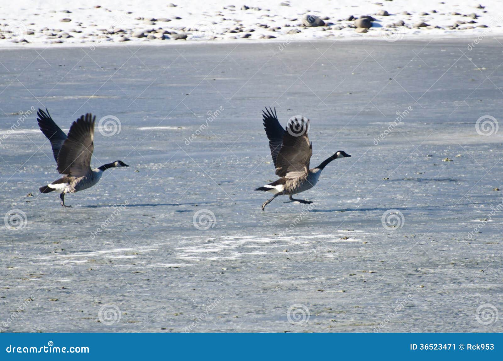Two Canada Geese Taking Off from Frozen Lake Stock Image - Image of ...