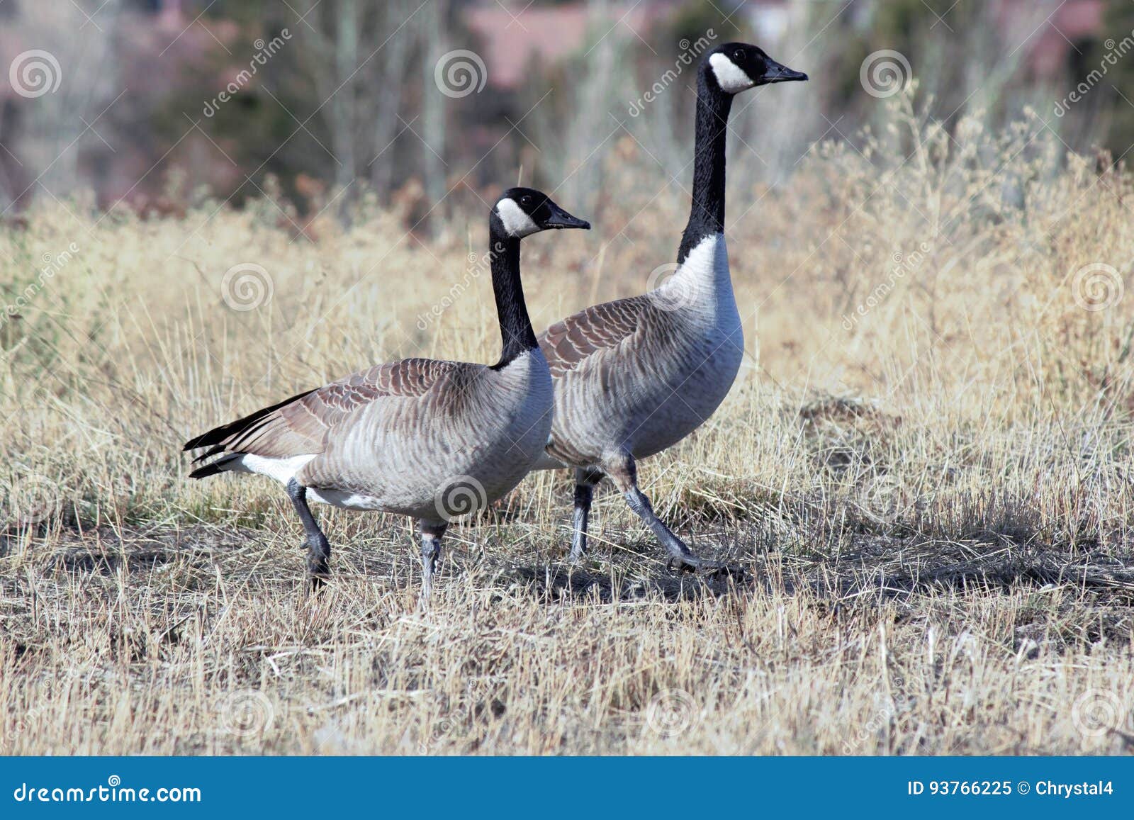Two Canada Geese stock image. Image of grass, family - 93766225