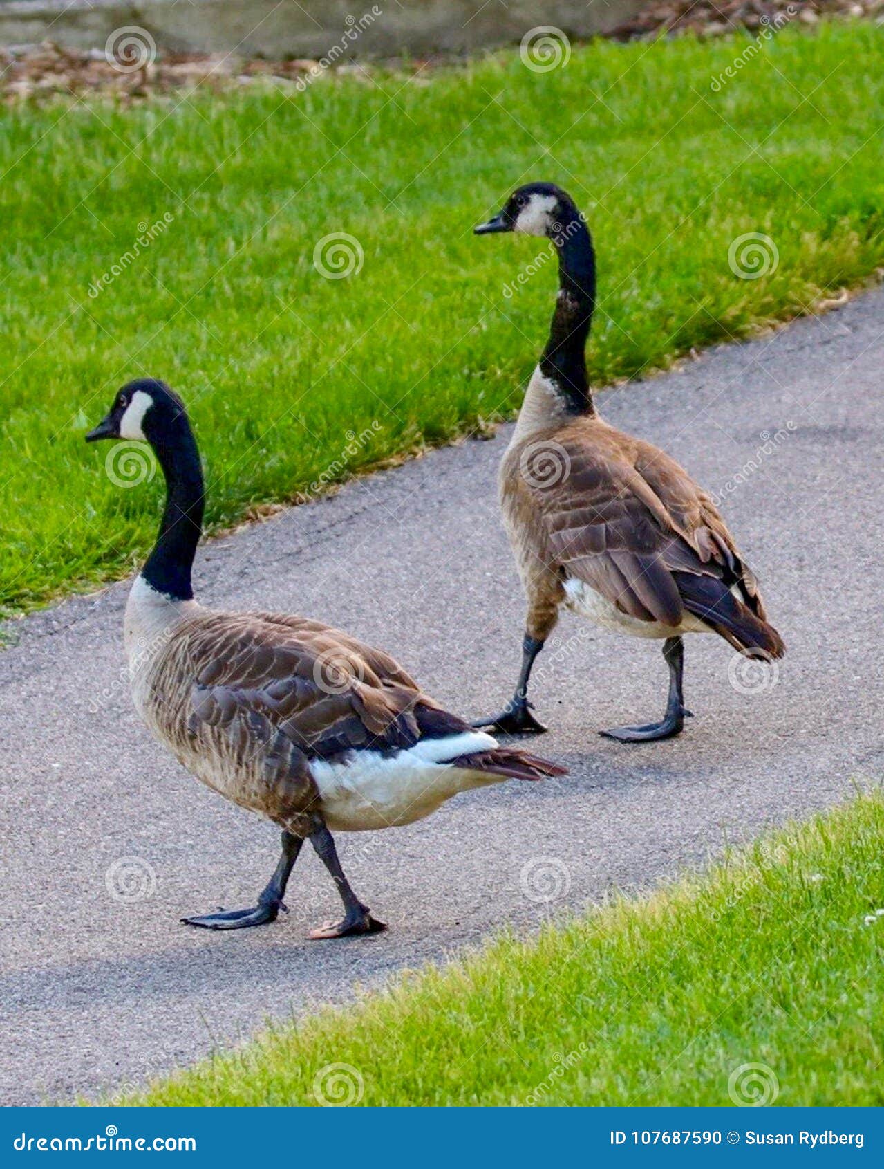 Two Canada Geese Walking Together Stock Photo - Image of canada, people ...