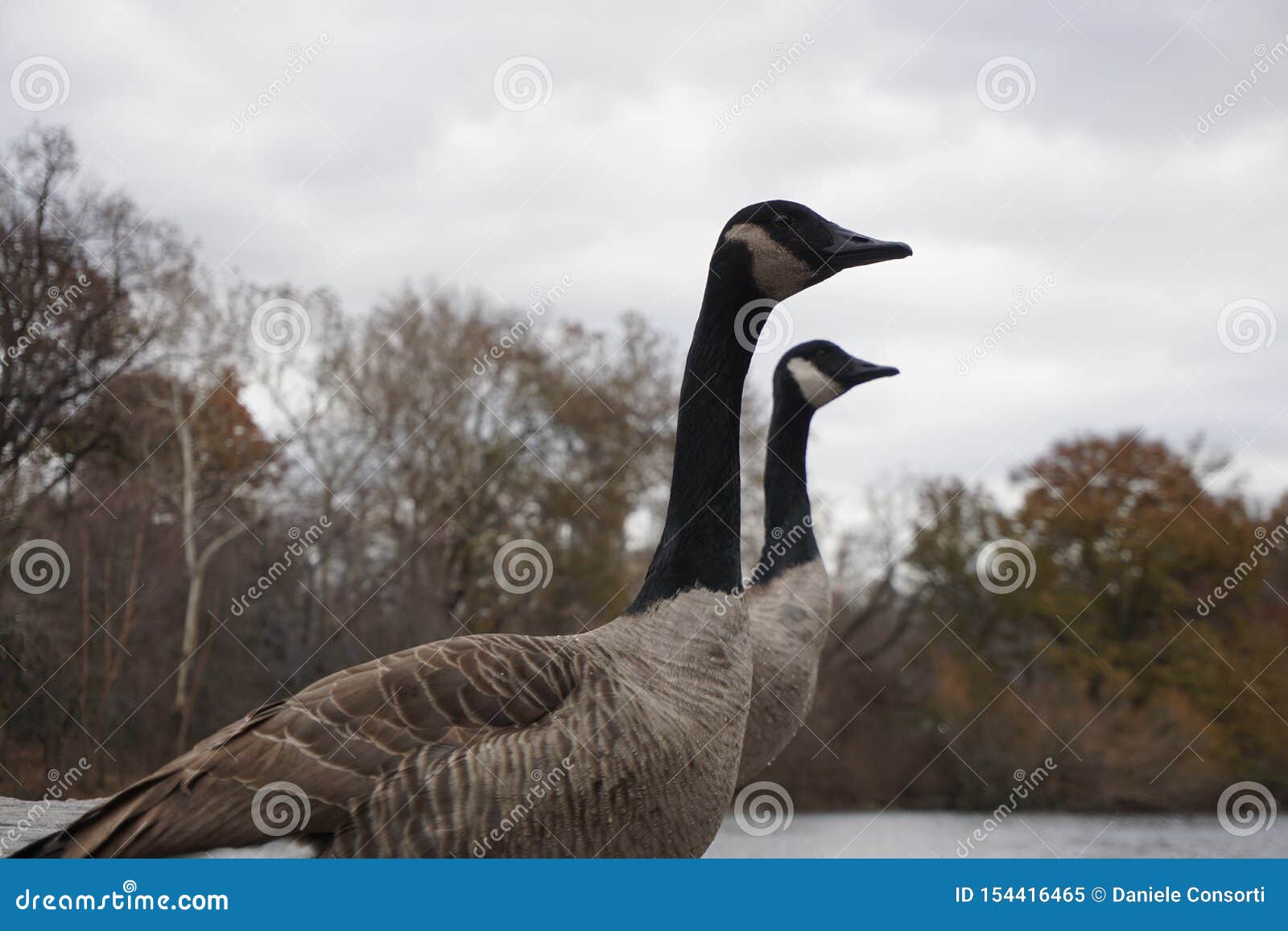 Two Canadian Geese in Central Park Stock Image - Image of pollution ...
