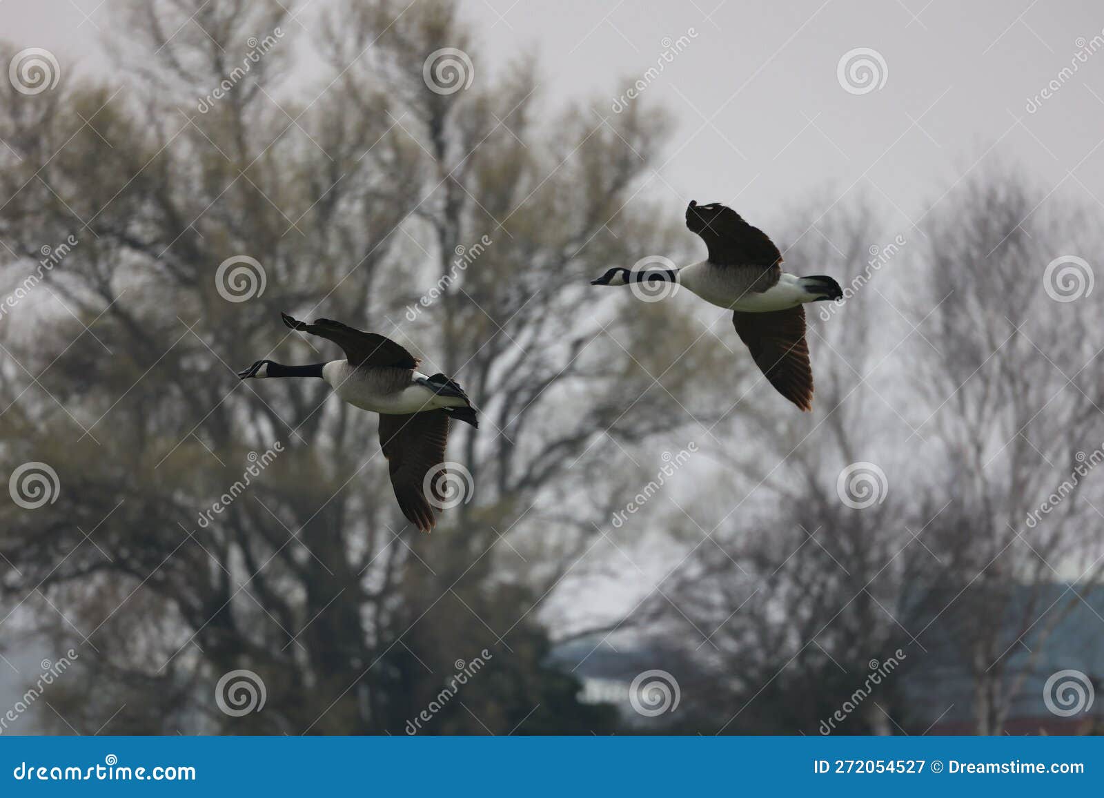 Two Canadian Geese Flying Against a Backdrop of Trees. Stock Image ...