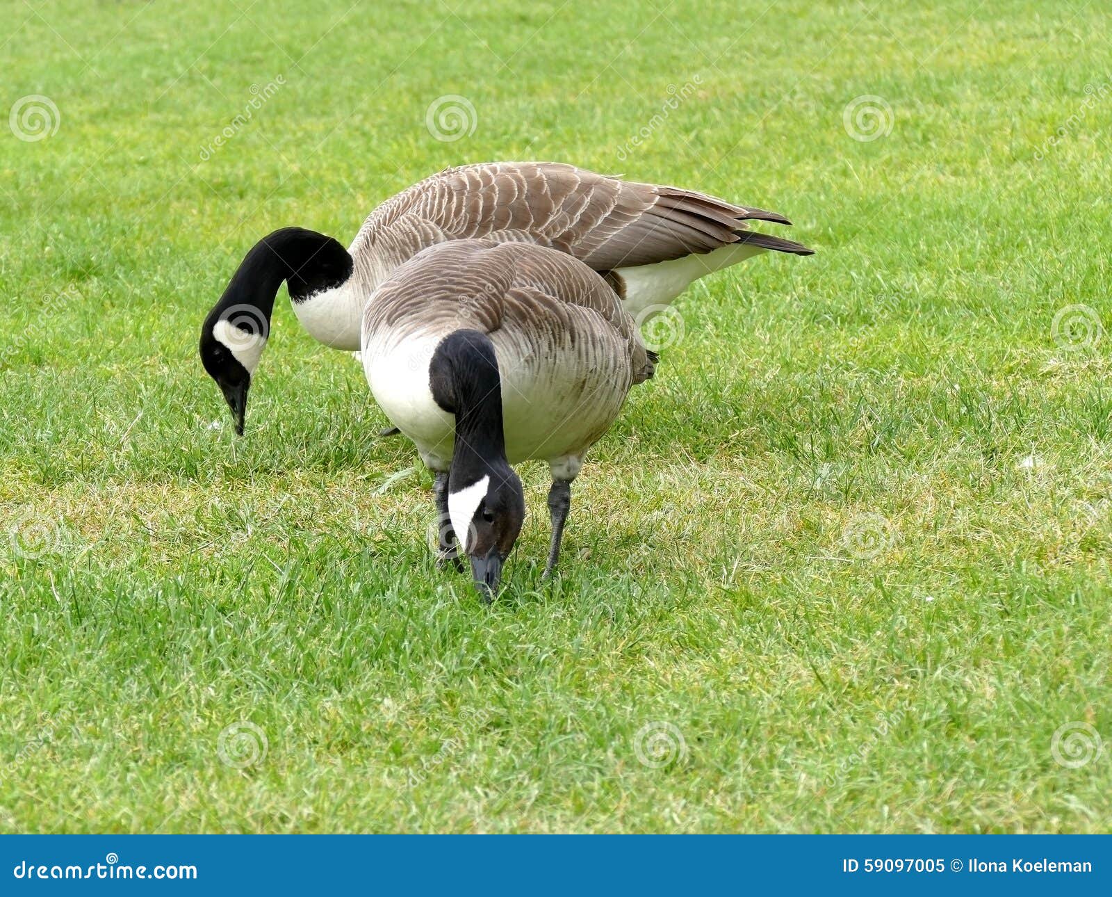 Two canadian geese grazing stock image. Image of nature - 59097005