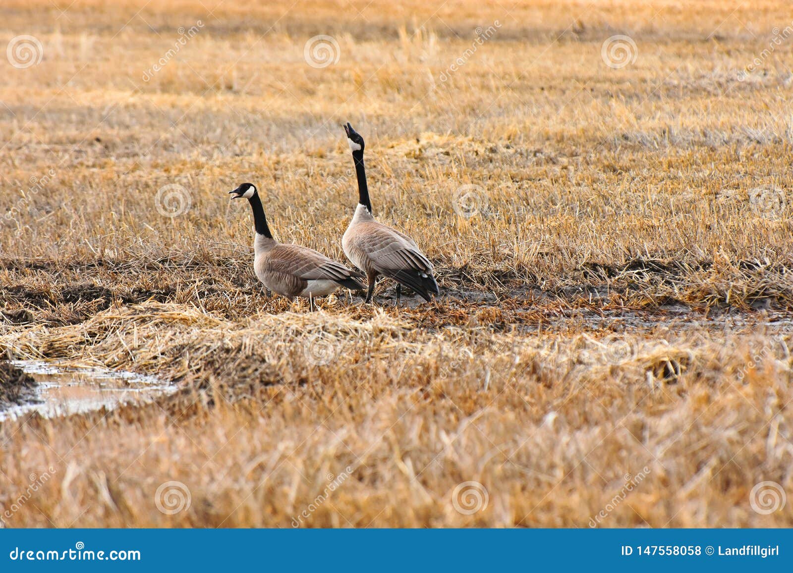 Two Canadian Geese stock photo. Image of nature, large - 147558058