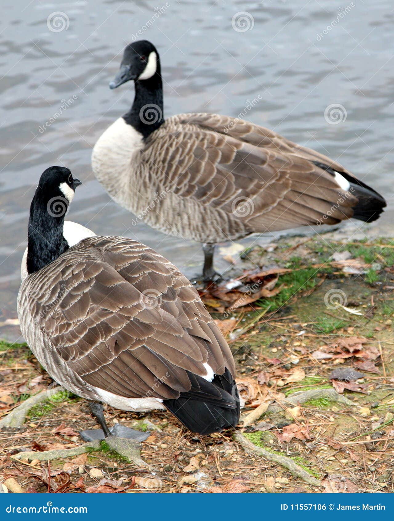 Two Canadian Geese Looking at Each Other Stock Photo - Image of branta ...