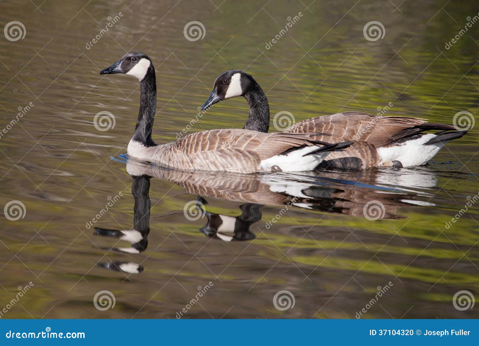 Two Canadian Geese Swimming Stock Photo - Image of cold, gray: 37104320