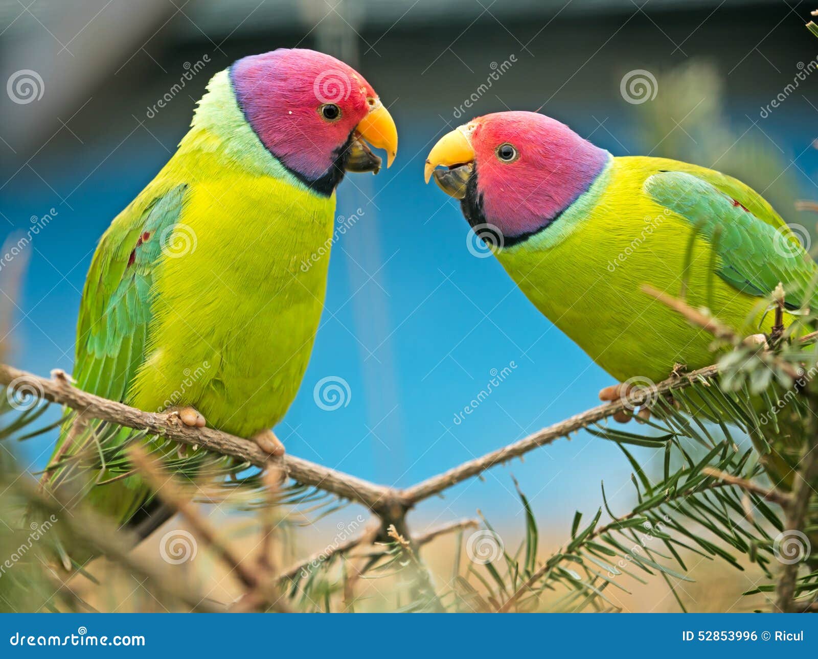 Two canaries stock photo. Image of canary, green, bird - 52853996