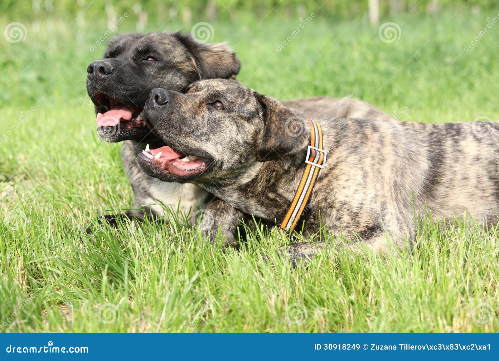 Two Canary Dogs Lying Together Stock Image - Image of canine ...