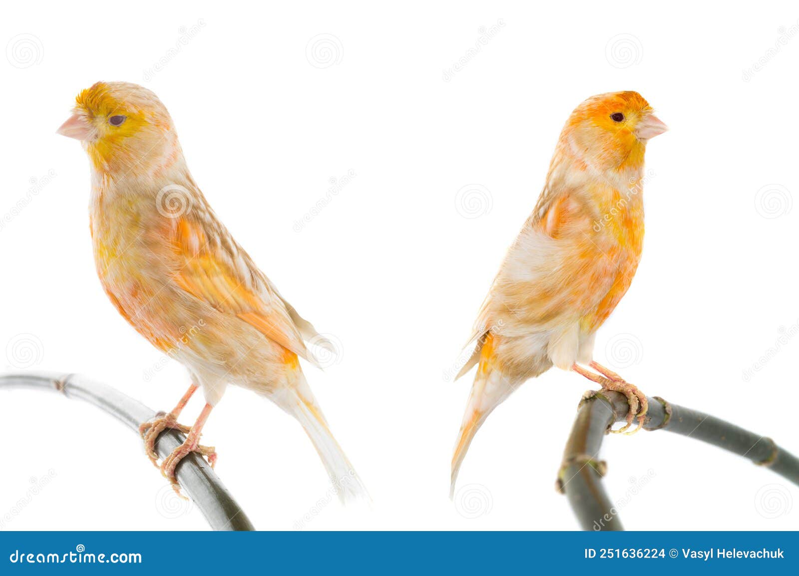 Two canary isolated stock photo. Image of background - 251636224