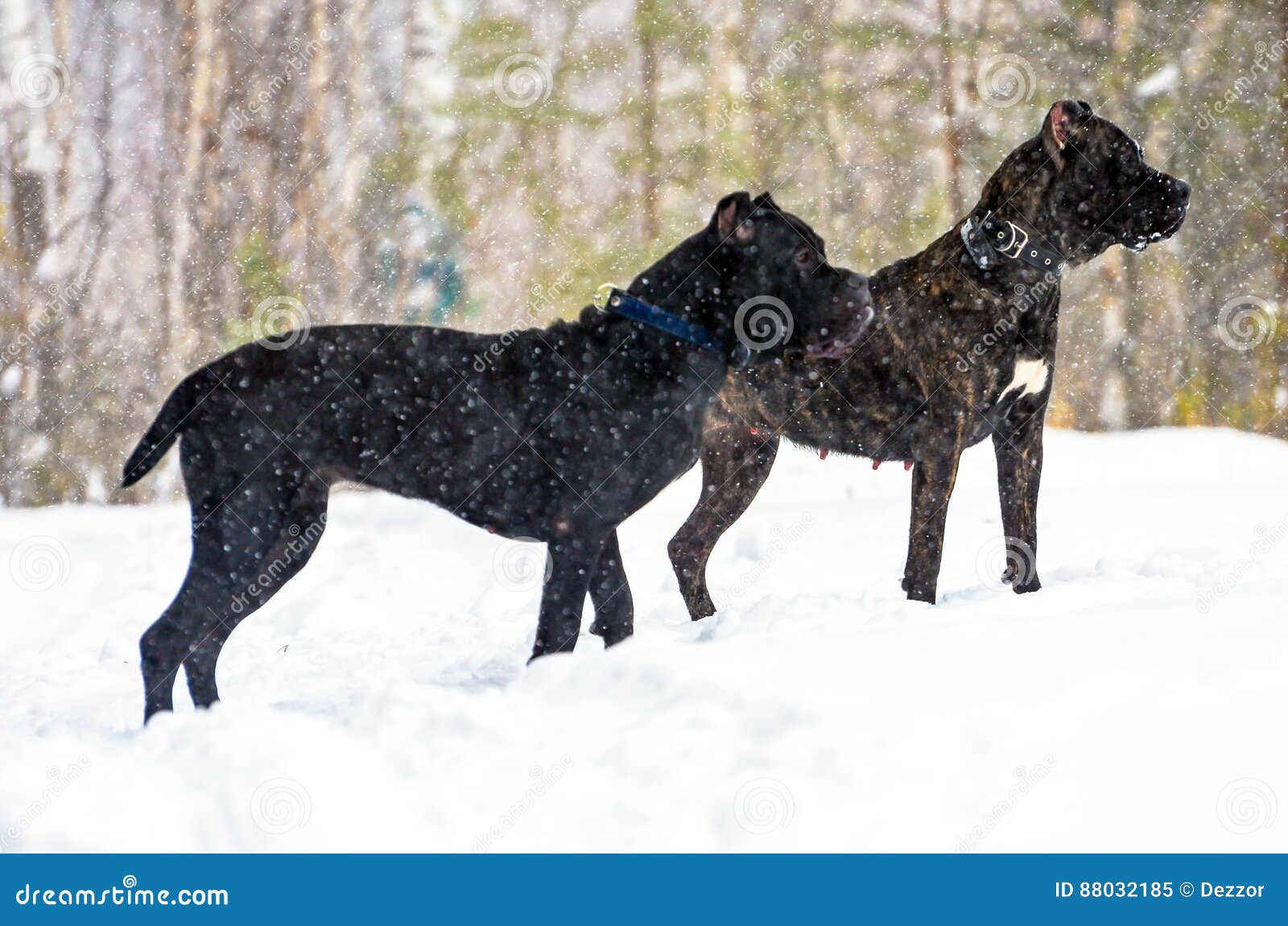 Two Cane Corso Dogs in Profile Snow and Forest Stock Image - Image of ...