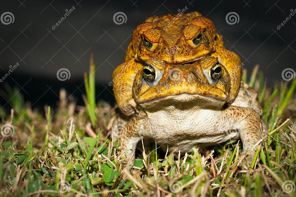 Two Cane Toads (Bufo Marinus) Mating Stock Image - Image of poison ...