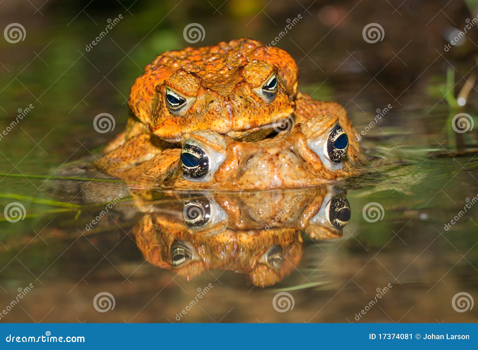 Two Cane Toads (Bufo Marinus) Mating Stock Image | CartoonDealer.com ...