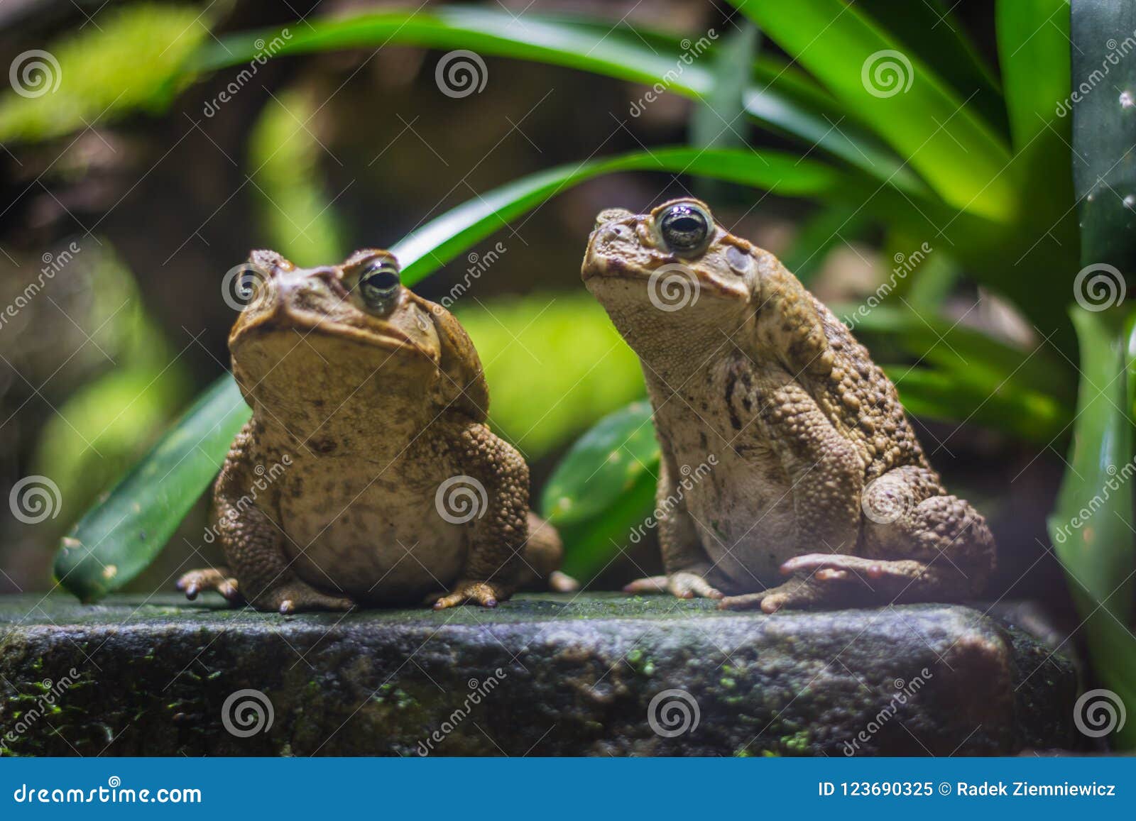 Two Cane Toads Giant Neotropical Toads Stock Image - Image of germany ...