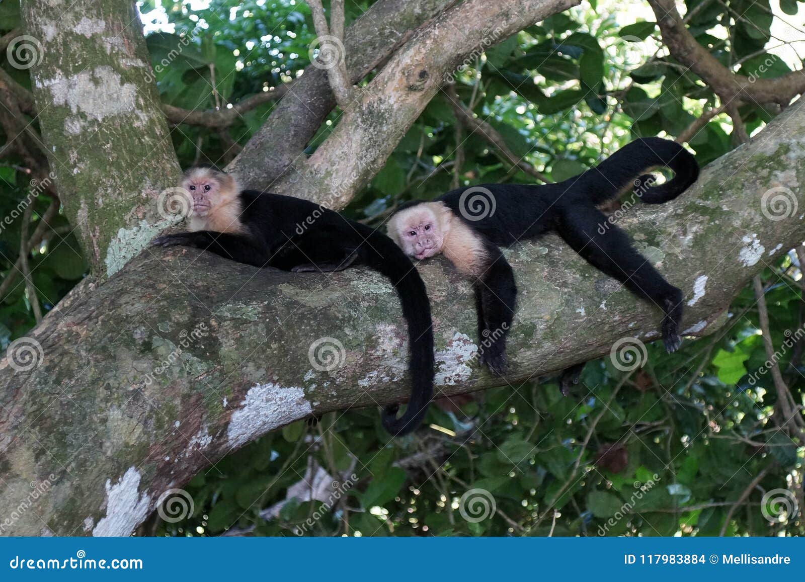 Two Capuchin Monkeys Resting on the Tree Trunk Stock Photo - Image of ...
