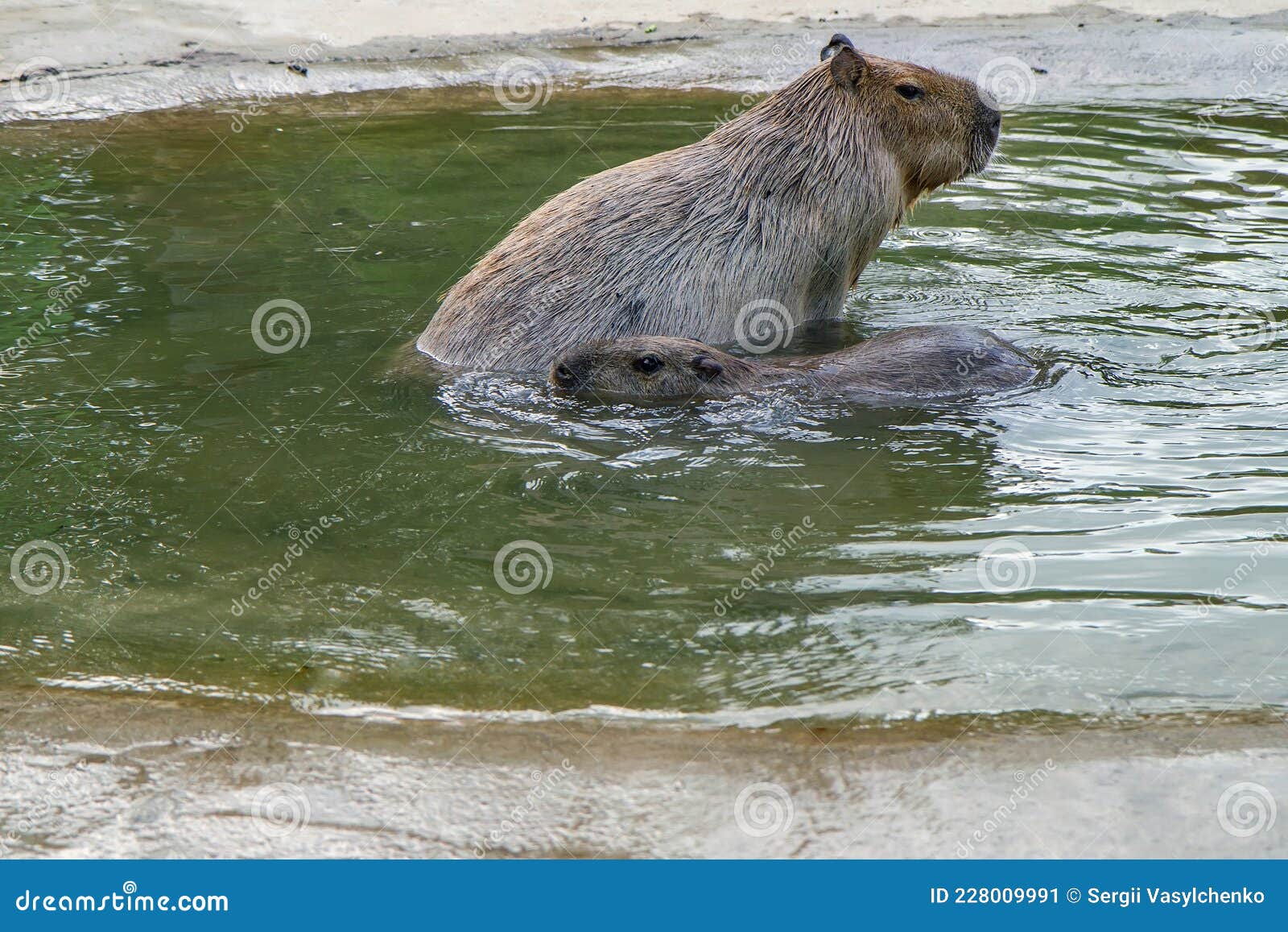 Capybara In A Pool Stock Image | CartoonDealer.com #90073801