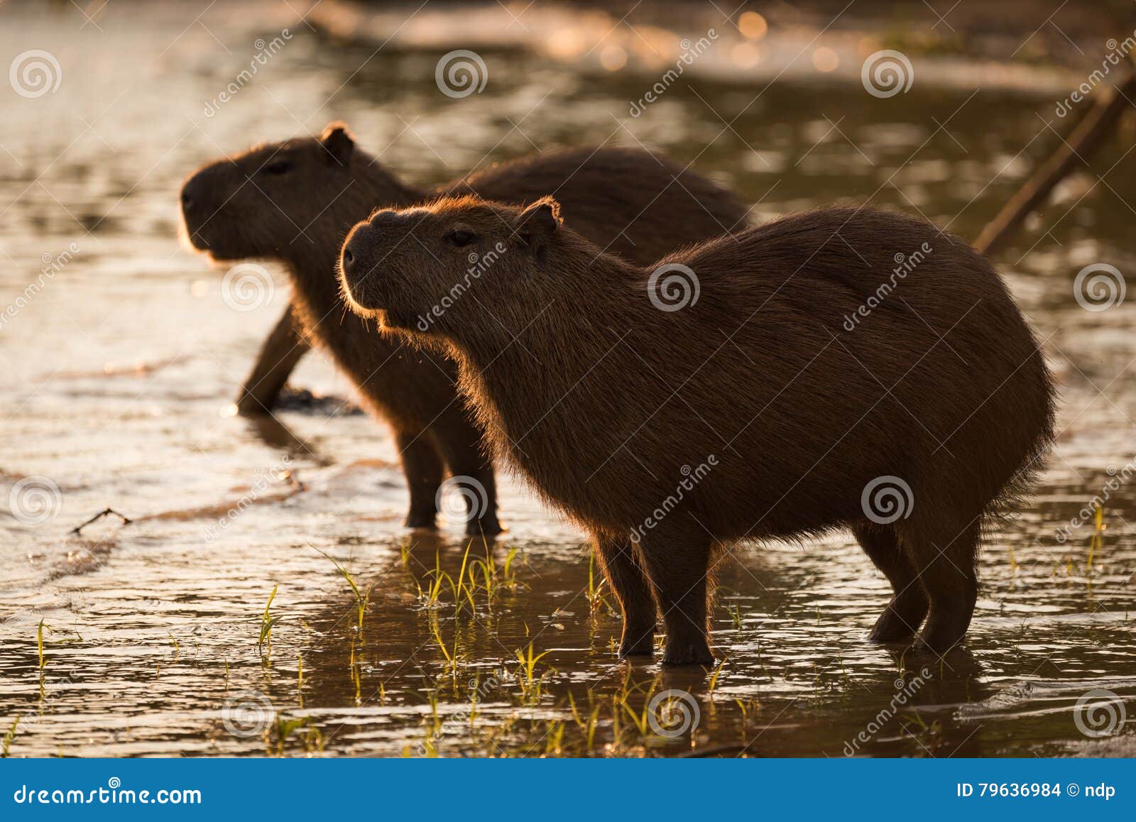 Two Capybara Standing in Shallows at Sunset Stock Photo - Image of ...