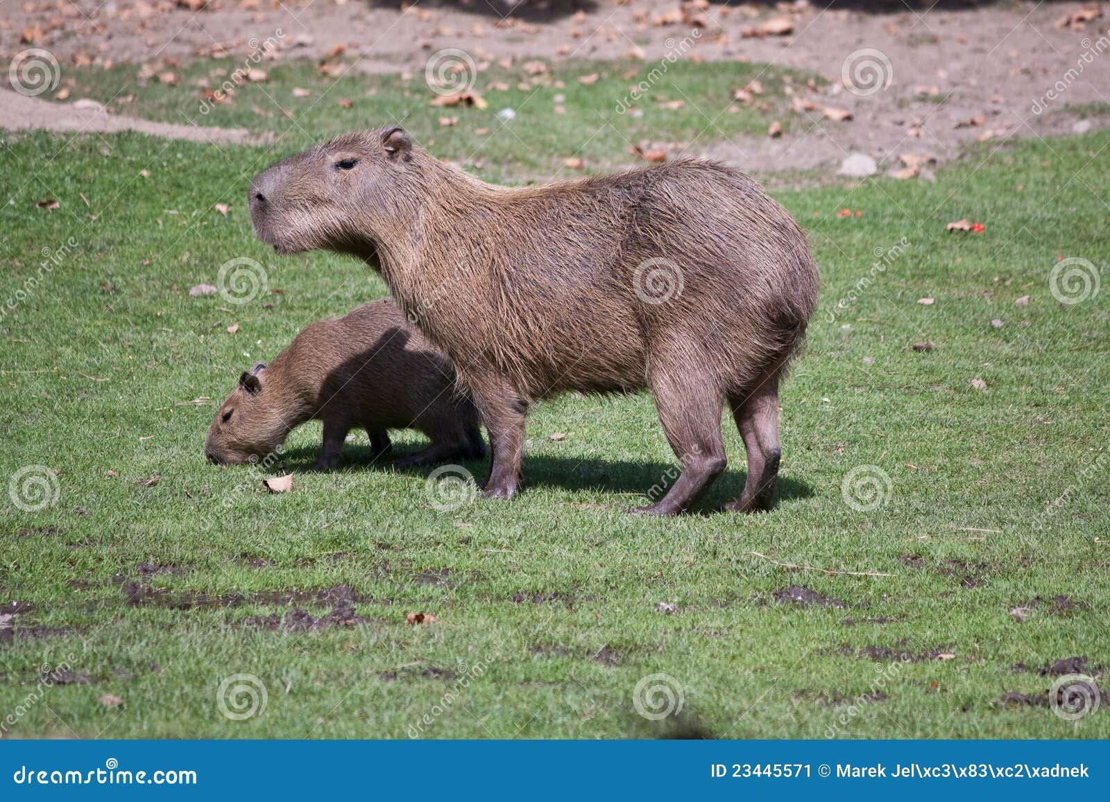 Two capybaras stock image. Image of capybara, family - 23445571