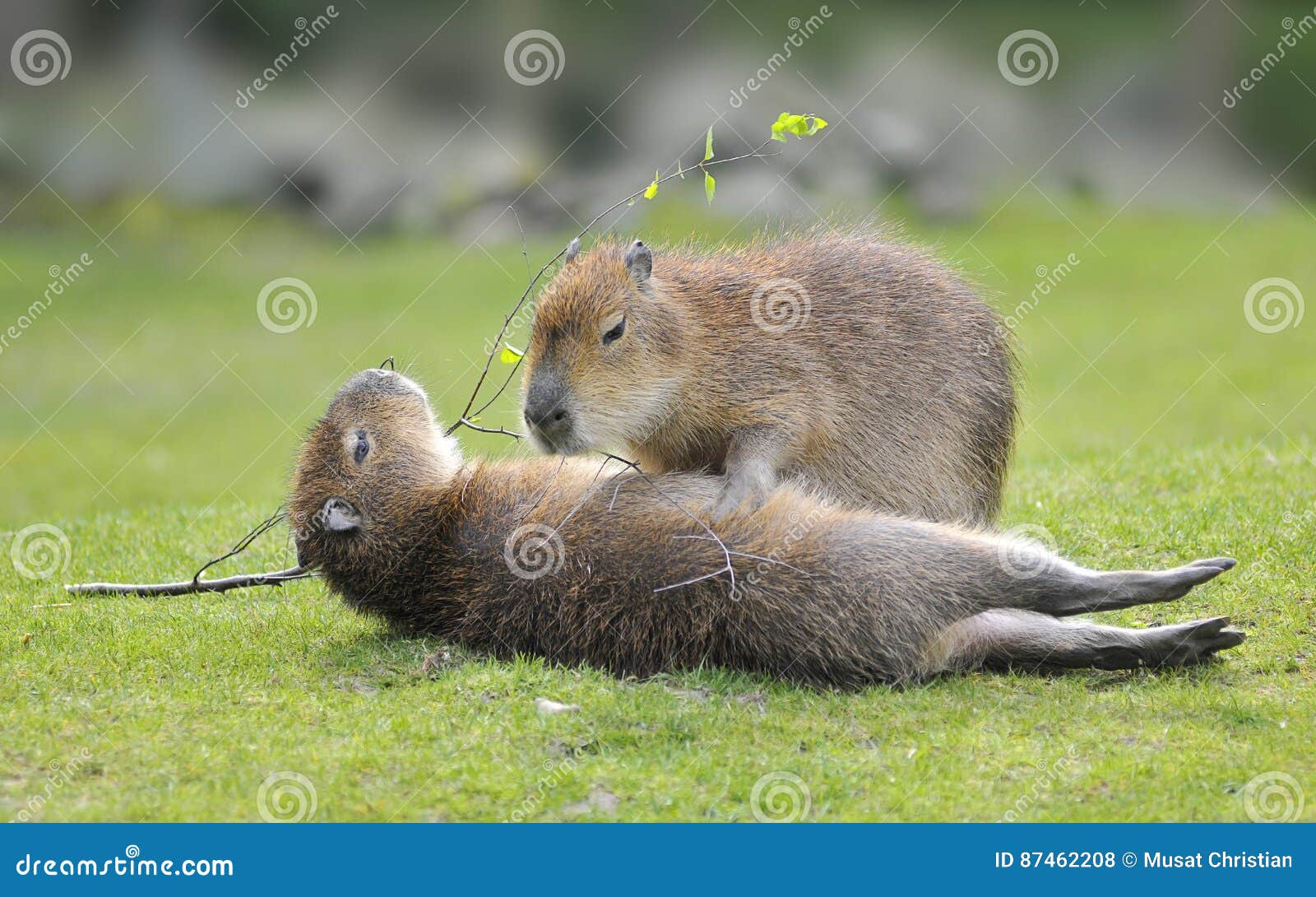 Two capybaras on grass stock photo. Image of grass, playing - 87462208