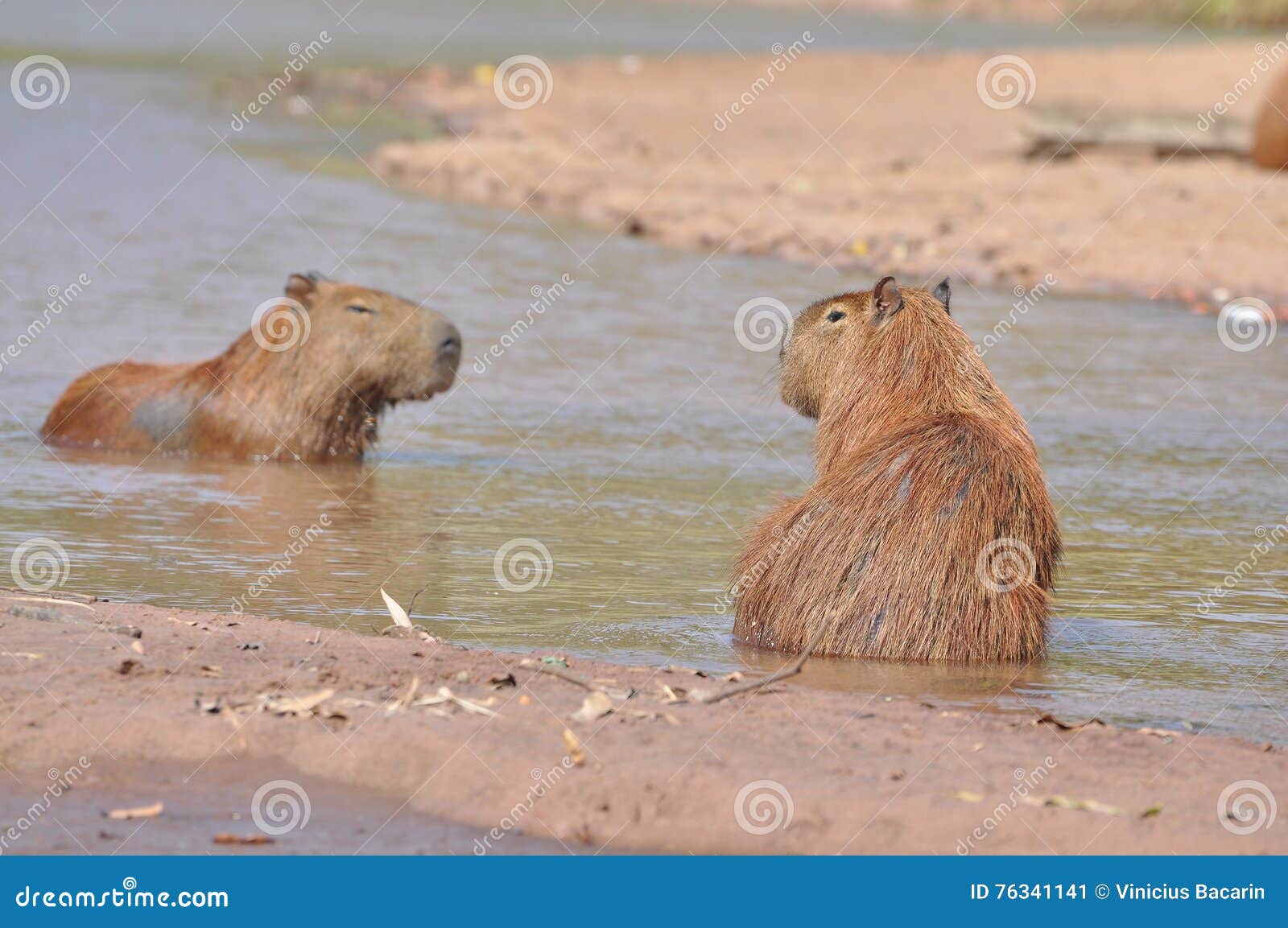 Two capybaras on the river stock image. Image of tail - 76341141