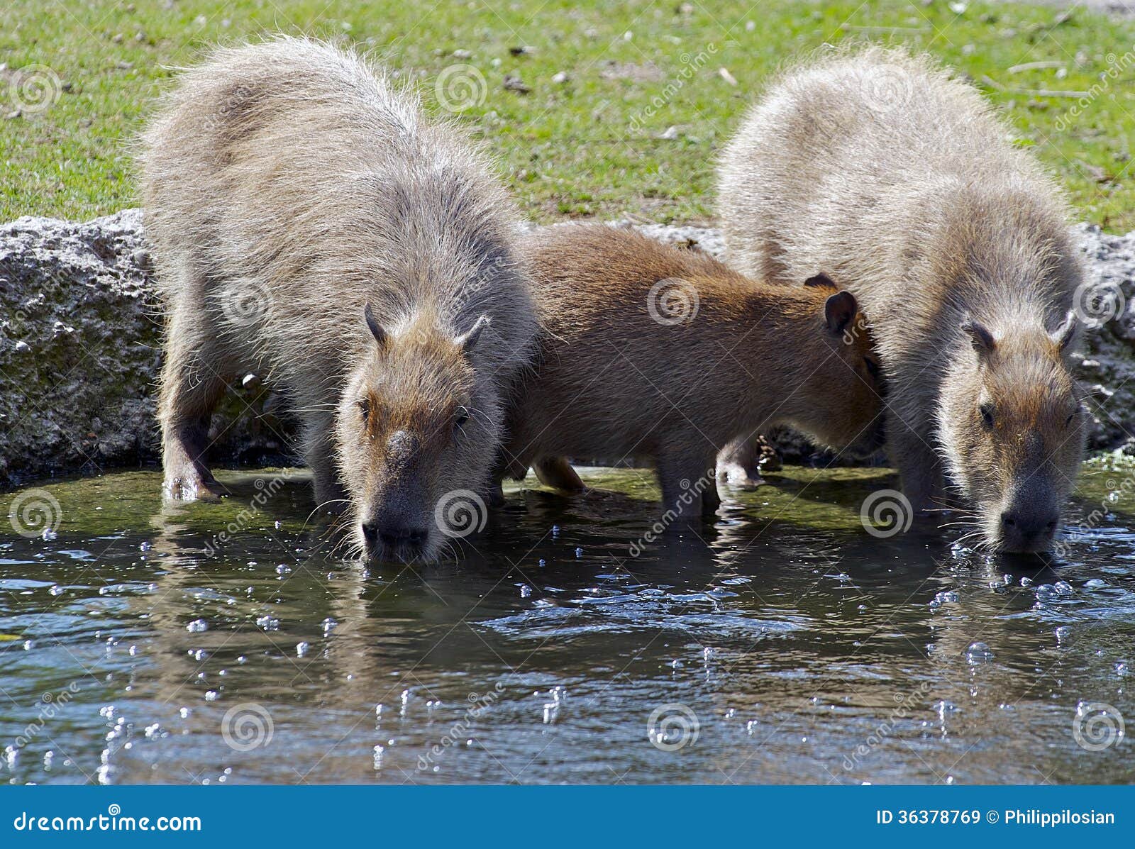 Three Capybaras stock image. Image of guinea, river, body - 36378769