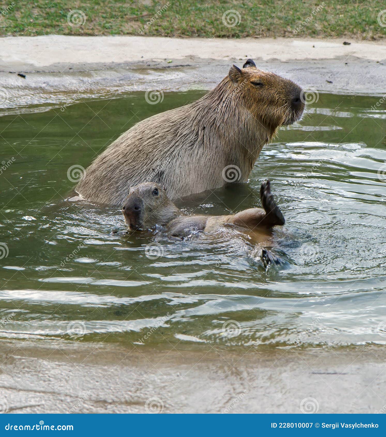 Two Capybarez Frolic in the Pool. Stock Image - Image of pool, nature ...