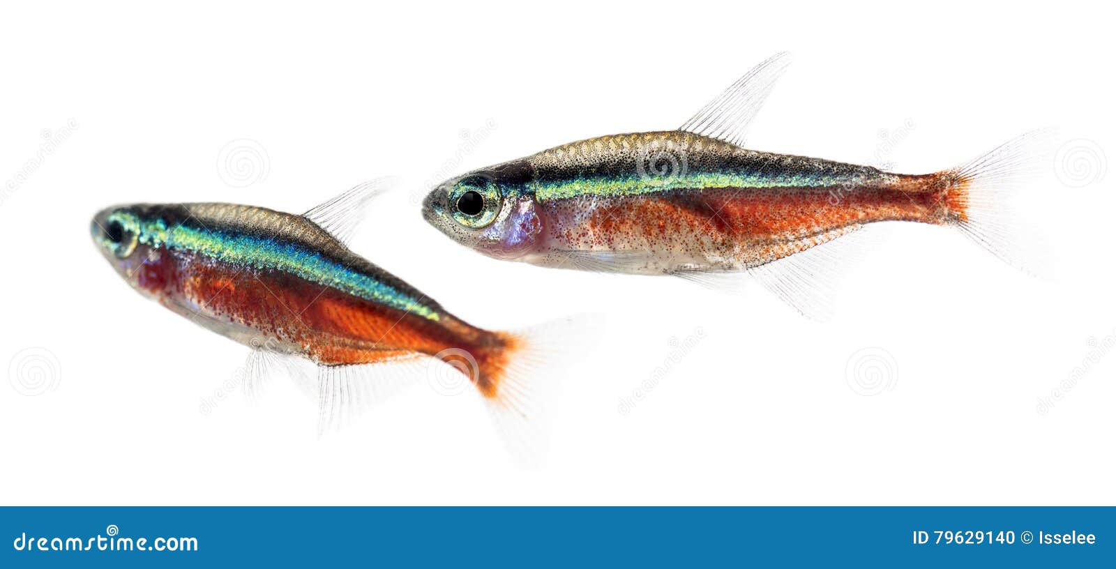 Two Cardinalis Fish or Cardinal Tetra Stock Photo - Image of shot ...