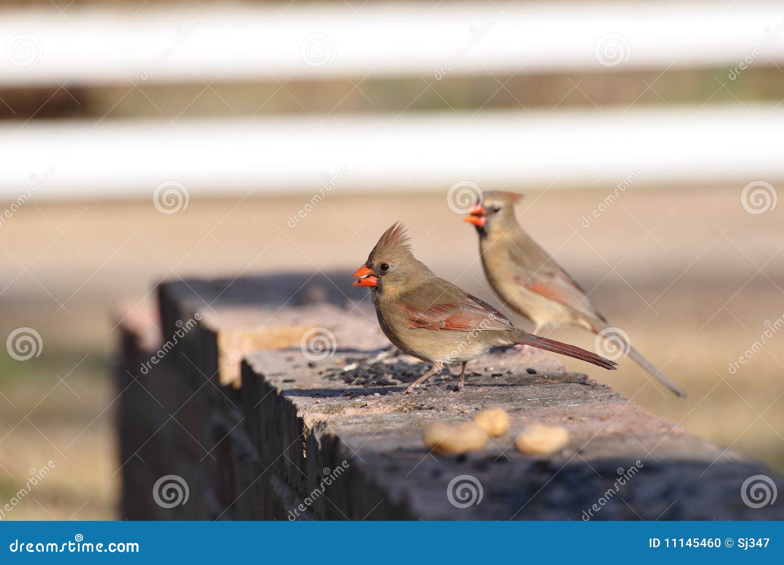 Two cardinals stock photo. Image of cardinal, female - 11145460