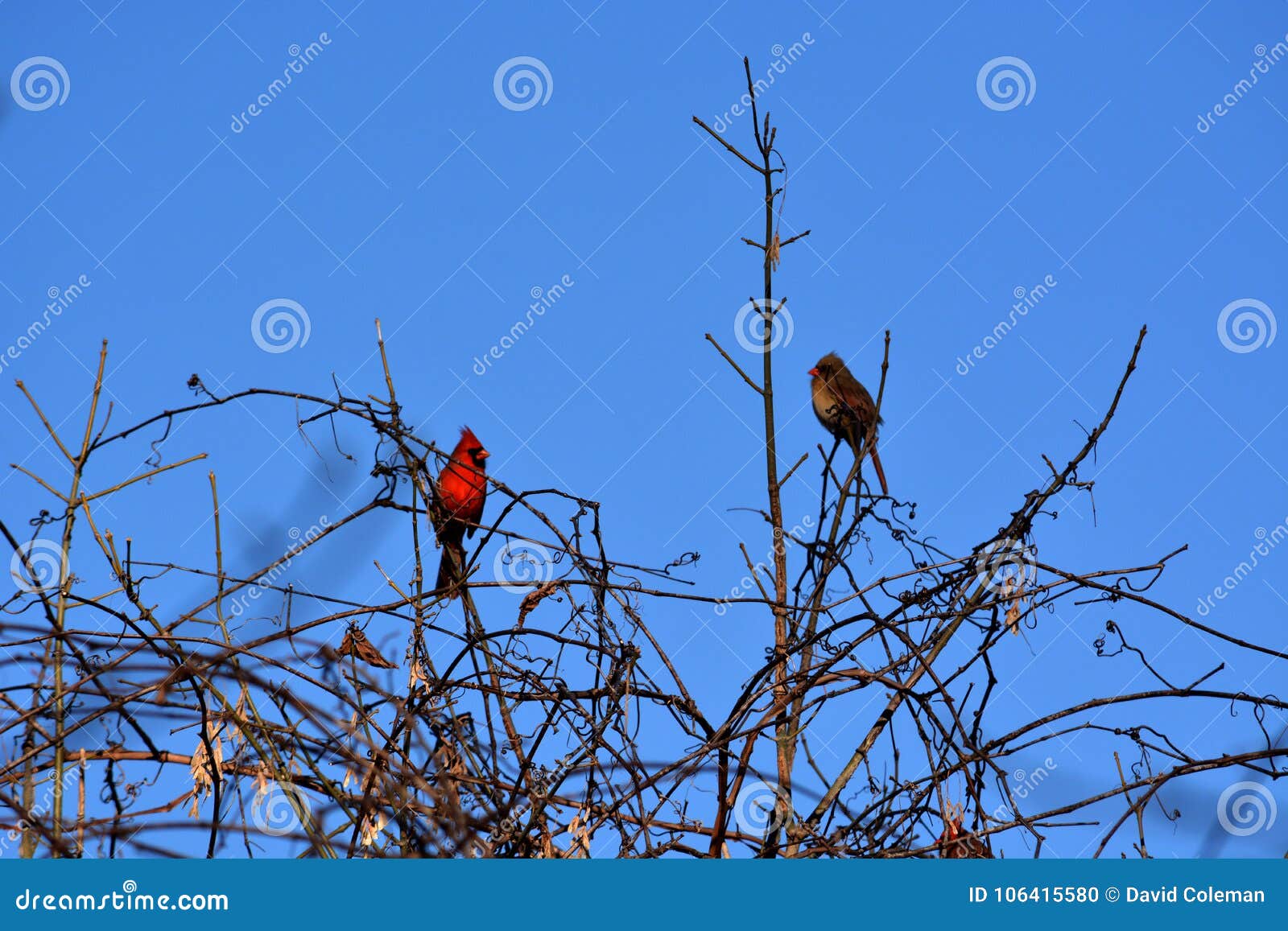 Two cardinals perched stock photo. Image of perched - 106415580