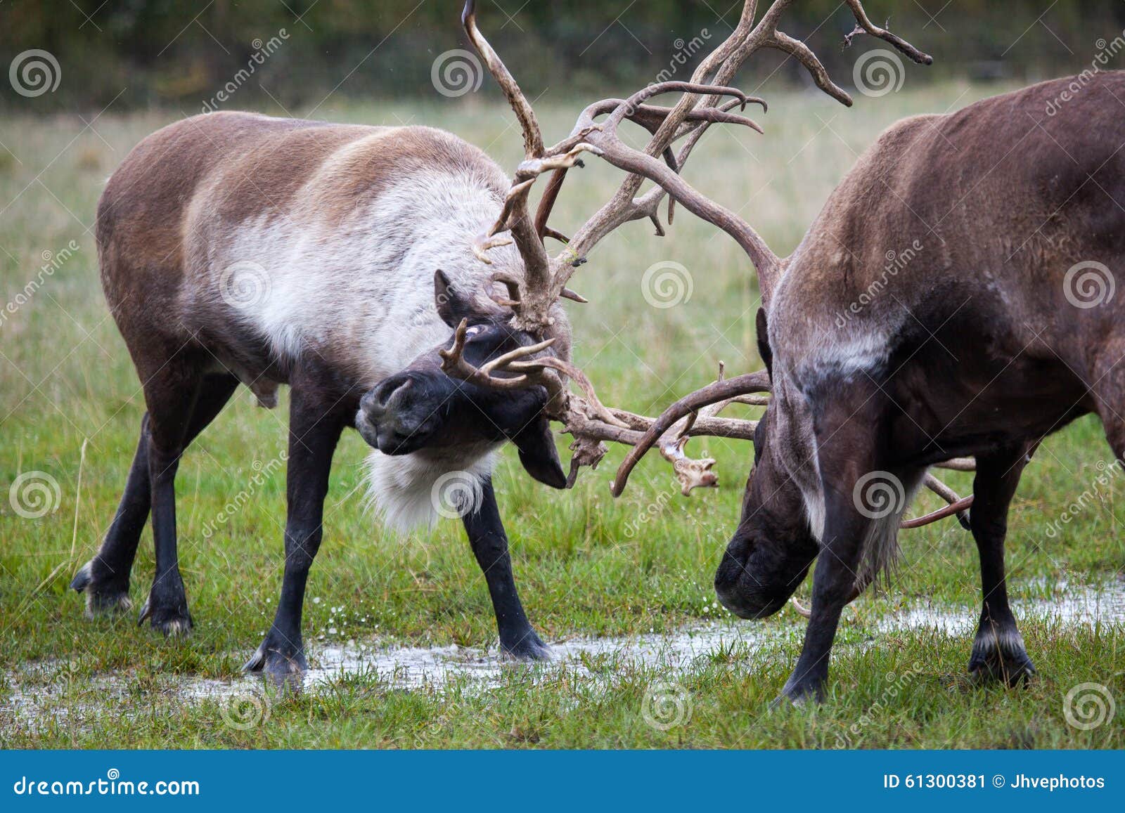 Two Caribous Fighting in Alaska Stock Image - Image of national ...