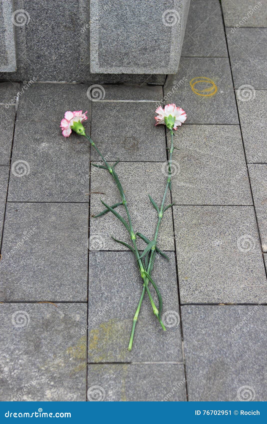 Two Carnation Flowers on Stone Floor Stock Image - Image of surface ...