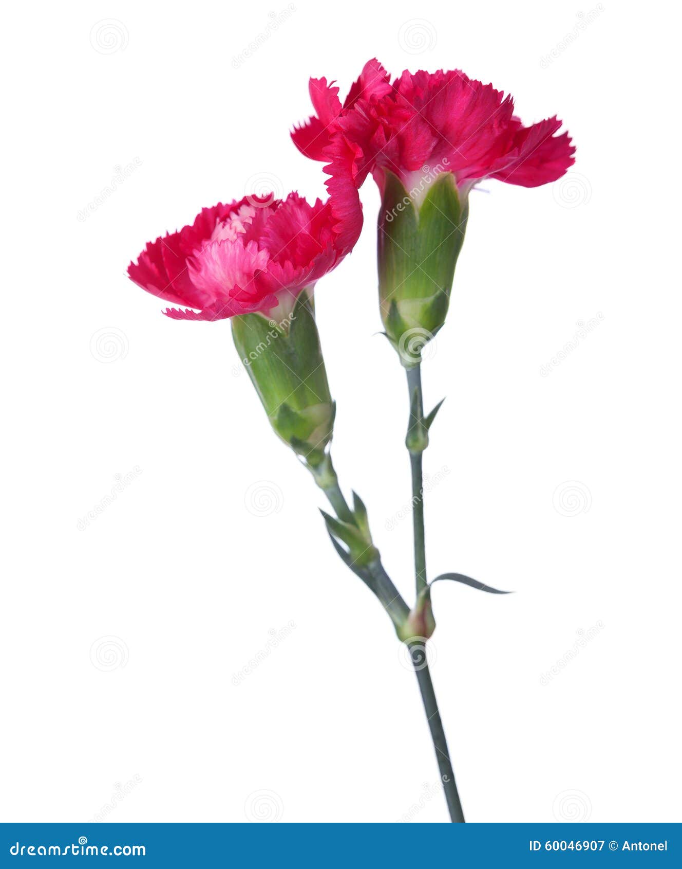 Two carnations stock image. Image of beautiful, gift - 60046907