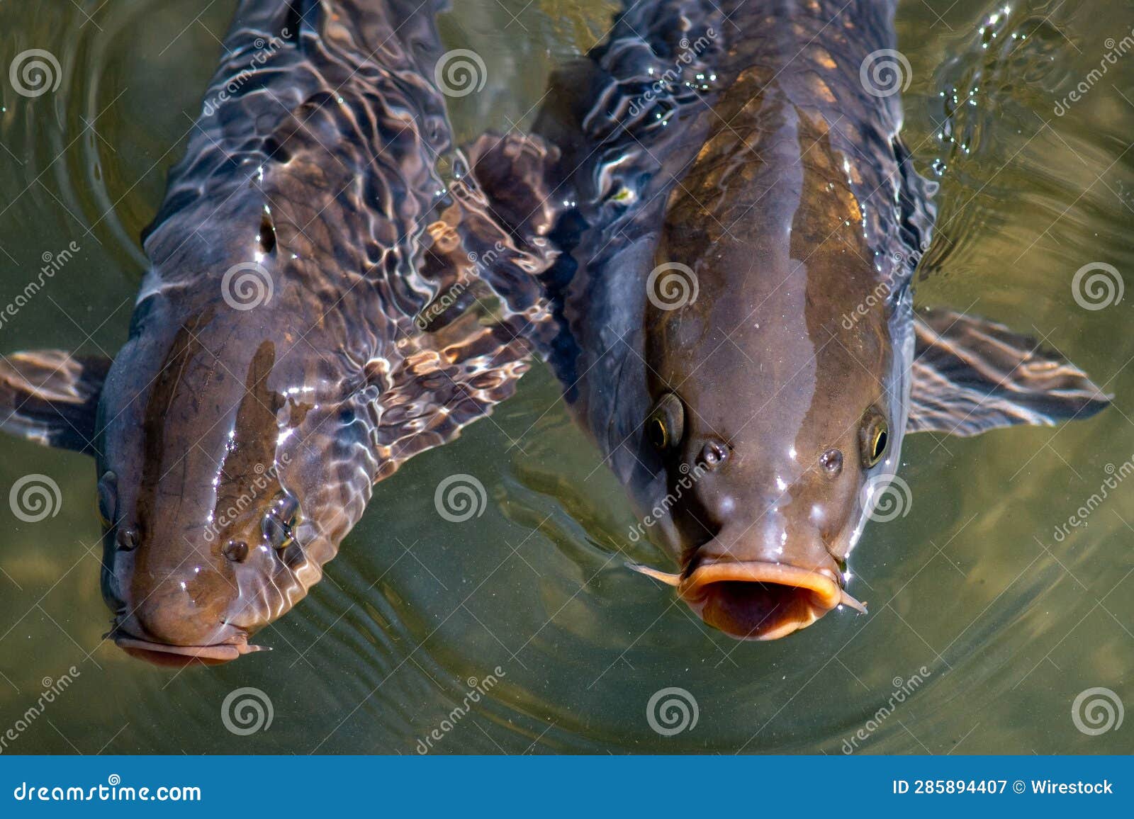 Two Carp Fish Swimming in the Water Stock Image - Image of colorful ...