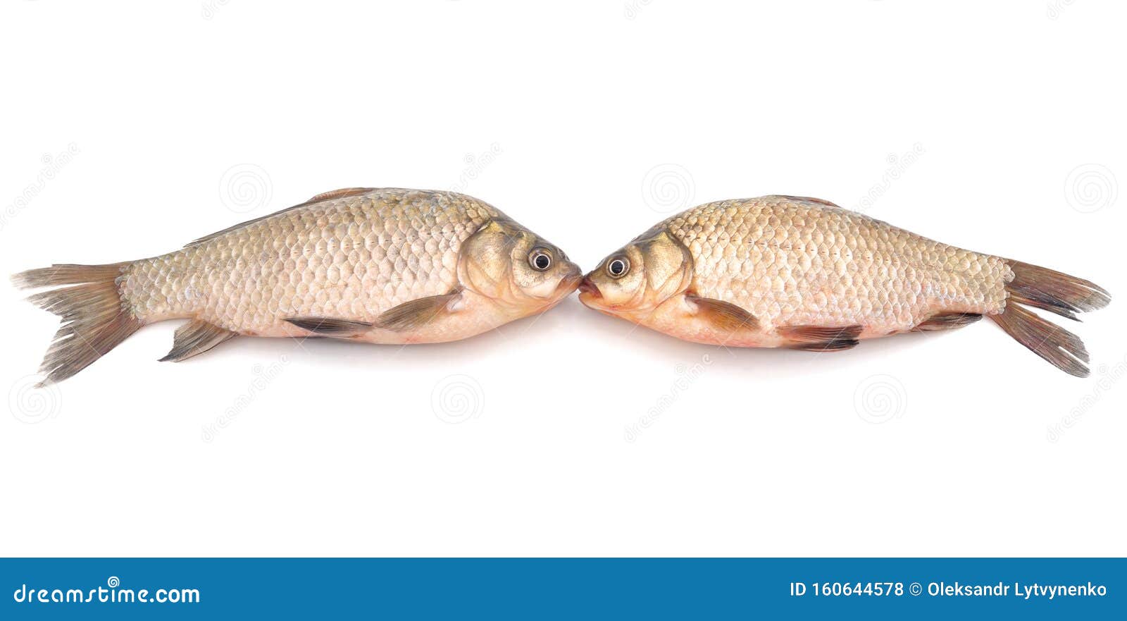 Two carp kissing stock photo. Image of love, brown, river - 160644578