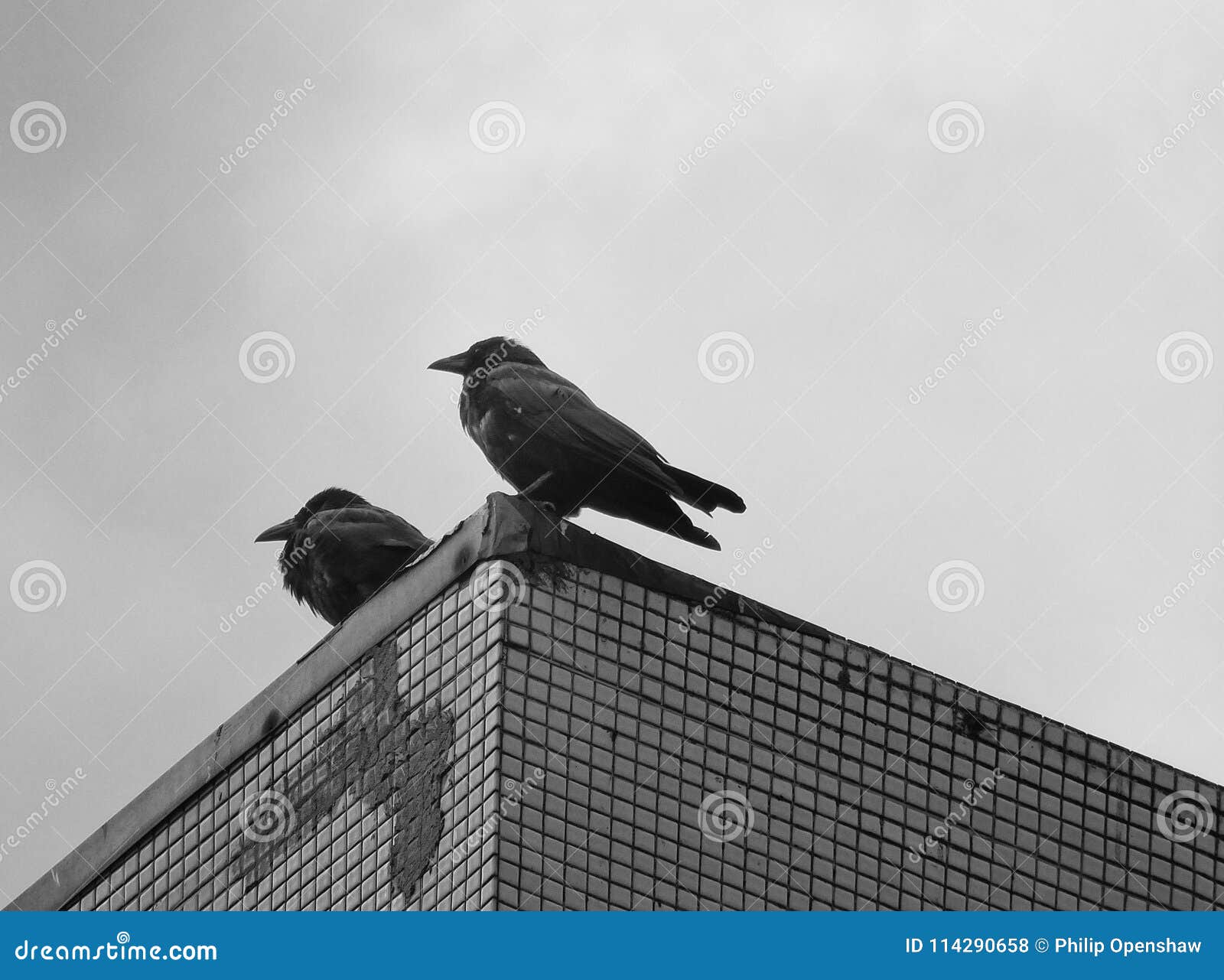 Two Carrion Crows Perched on Top of an Urban Building Stock Photo ...