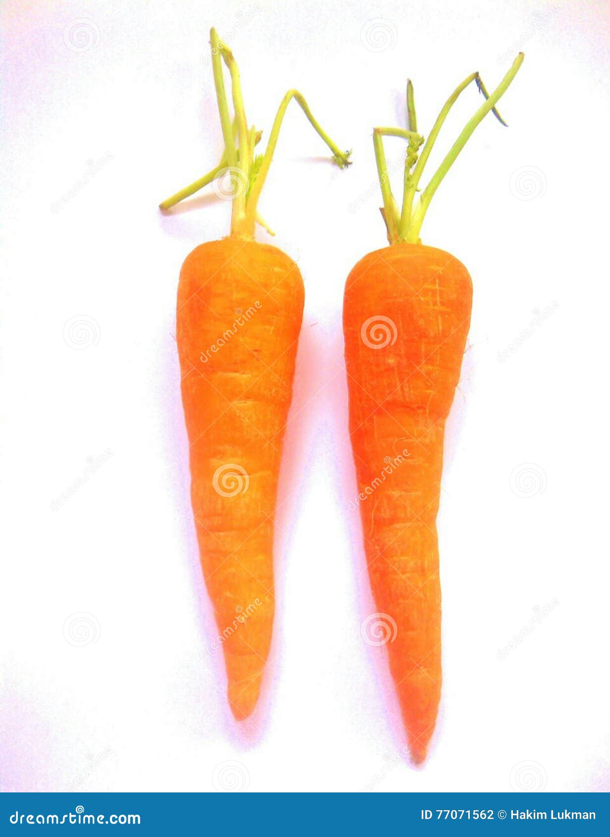 Two carrots stock photo. Image of fruit, vegetable, food - 77071562