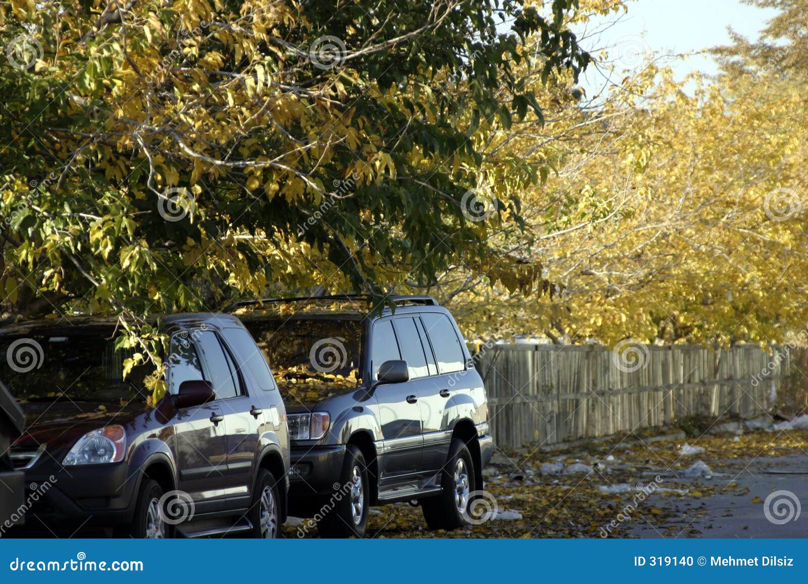 Two Cars under the Trees stock photo. Image of tree, trees - 319140
