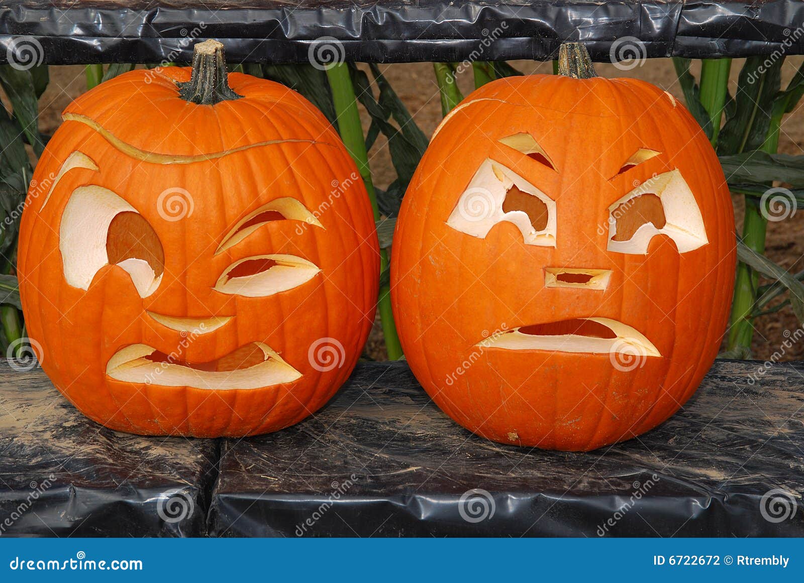 Two carved pumpkins. stock photo. Image of squash, autumn - 6722672