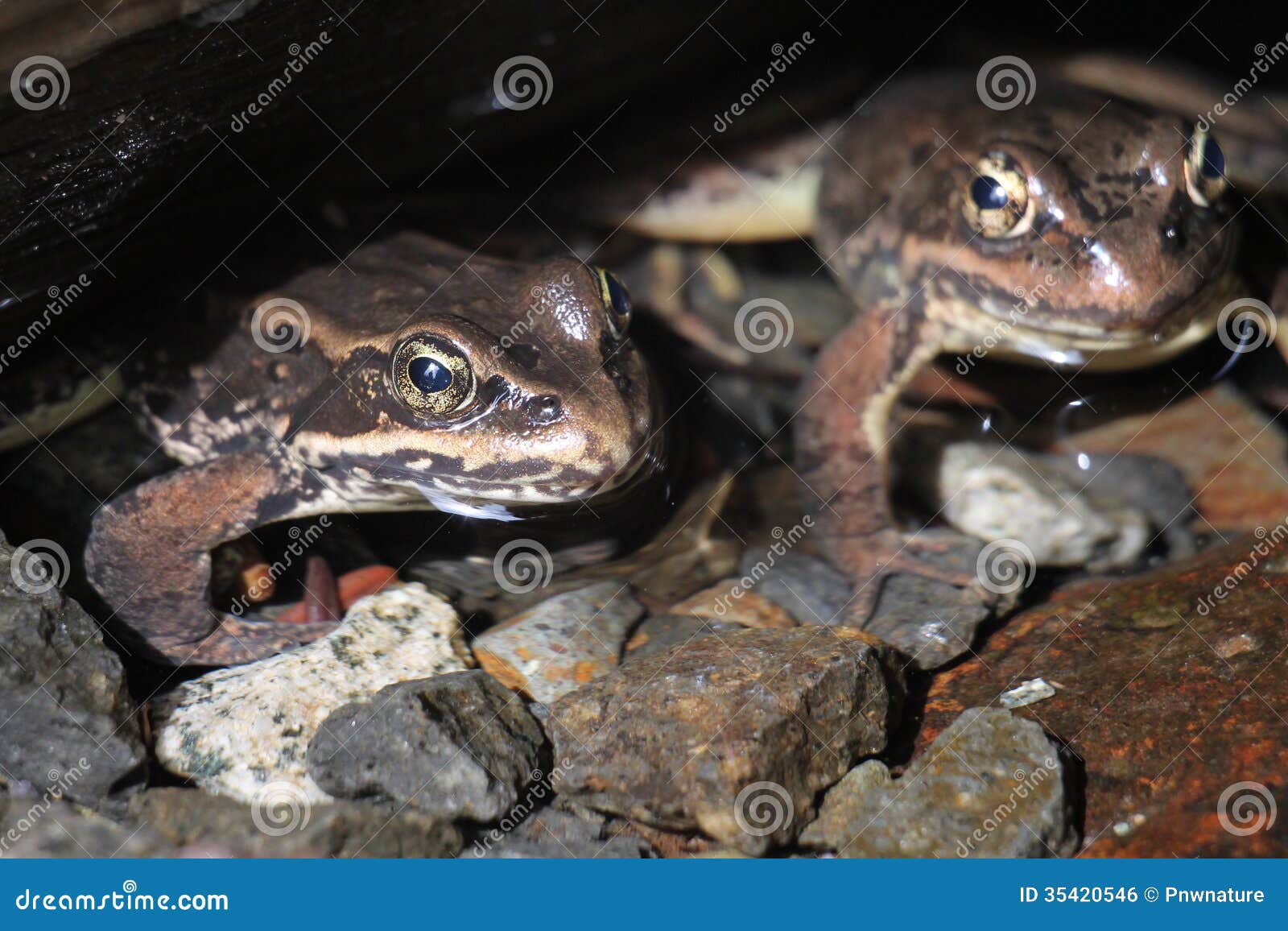 Two Cascades Frogs stock photo. Image of striped, alpine - 35420546