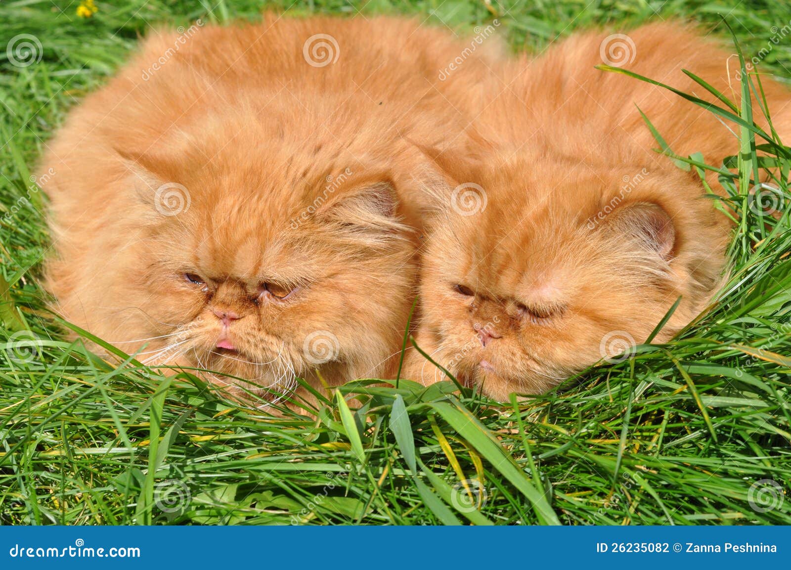 Two cat stock photo. Image of twins, couple, pets, grass - 26235082